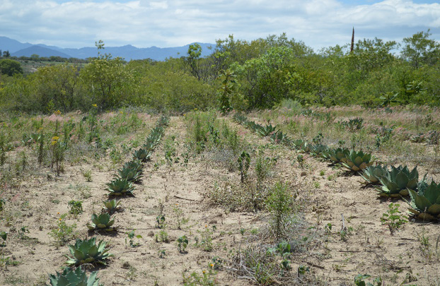 Complejidad y trayectoria del sistema productivo mezcal en la sierra ...