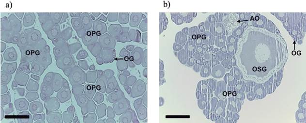 Masculinization of South American catfish ( Rhamdia quelen ) through ...