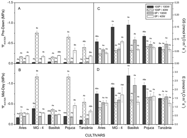 Phosphorus as a mitigator of the effects of water stress on the growth ...