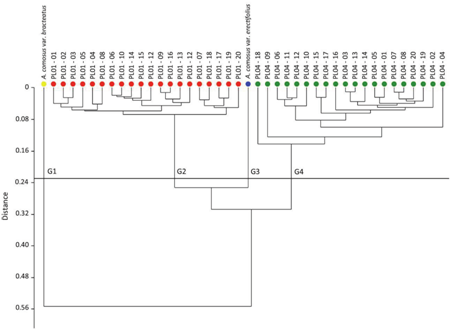 Clonal evaluation of new ornamental pineapple hybrids to use as cut flowers