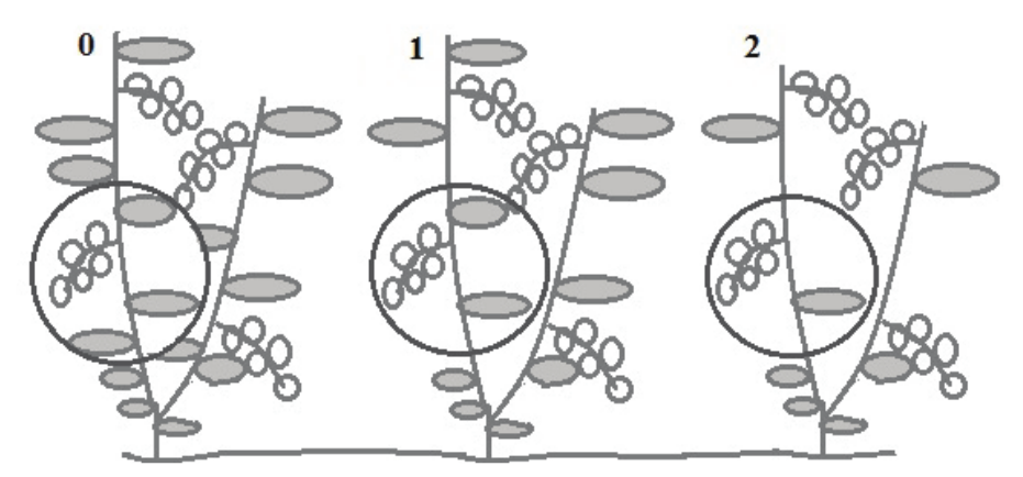 Trough and pot crop systems with leaching recirculation and defoliation ...