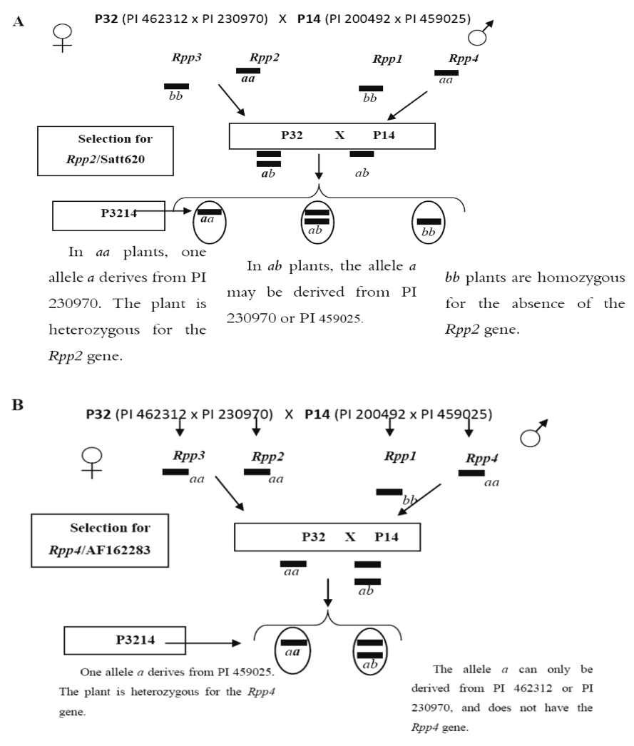 Microsatellite molecular marker-assisted gene pyramiding for resistance ...
