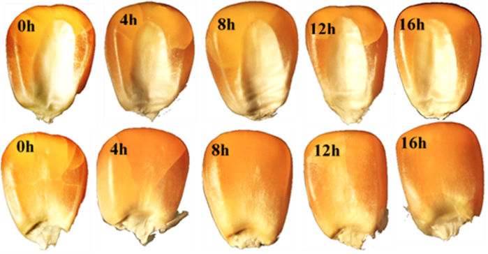 Microscopy of maize grains subjected to continuous and intermittent drying