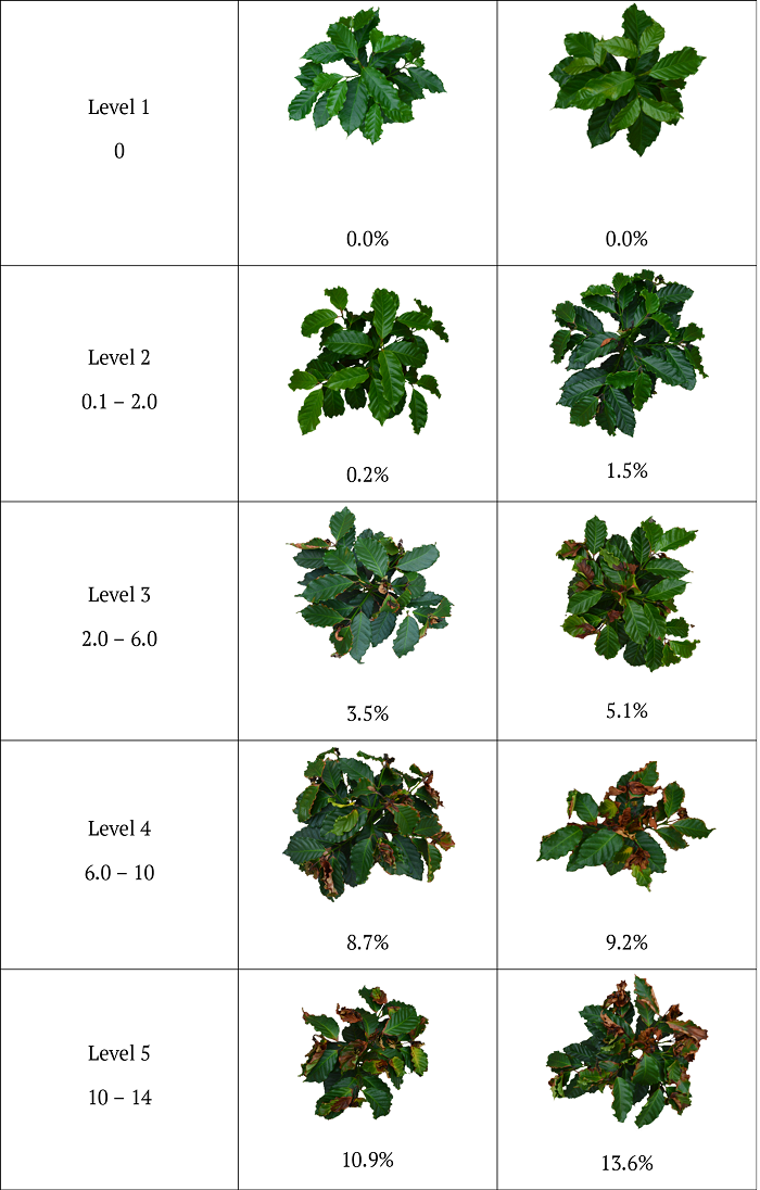 Proposed diagrammatic scale to assess heat injury in coffee seedling canopy