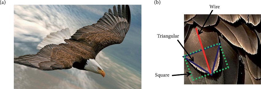 Effects of Bio-Inspired Surface Roughness on a Swept Back Tapered NACA ...