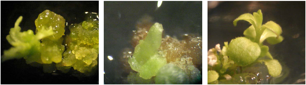 EFFECT OF GENOTYPE ON THE in vitro REGENERATION OF Stevia rebaudiana ...