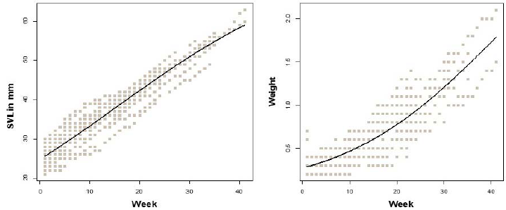 GROWTH PATTERN OF THE TROPICAL HIGHLAND GYMNOPTHALMID LIZARD Anadia ...