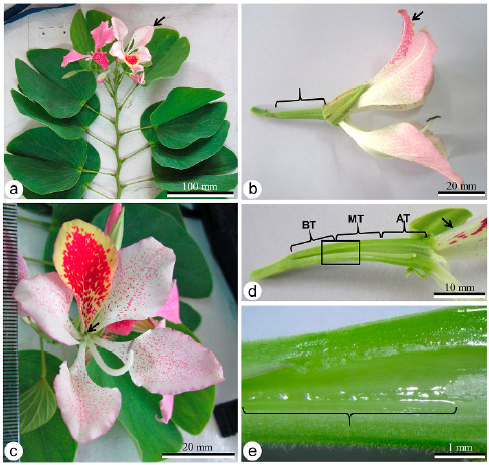 STRUCTURE AND HISTOCHEMISTRY OF THE FLORAL NECTARY OF Bauhinia monandra ...