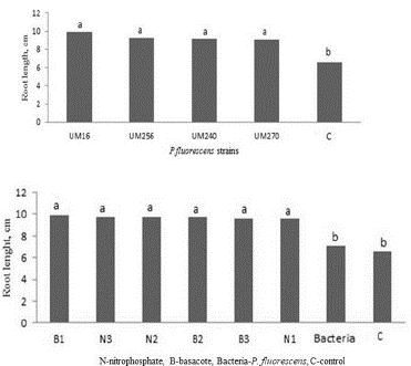 GROWTH PARAMETERS OF BLUEBERRY (Vaccinium spp.) PLANTS INOCULATED WITH Pseudomonas fluorescens
