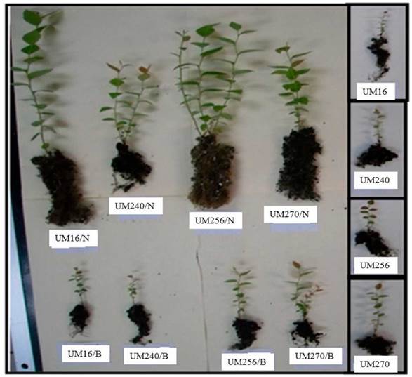 GROWTH PARAMETERS OF BLUEBERRY (Vaccinium spp.) PLANTS INOCULATED WITH Pseudomonas fluorescens