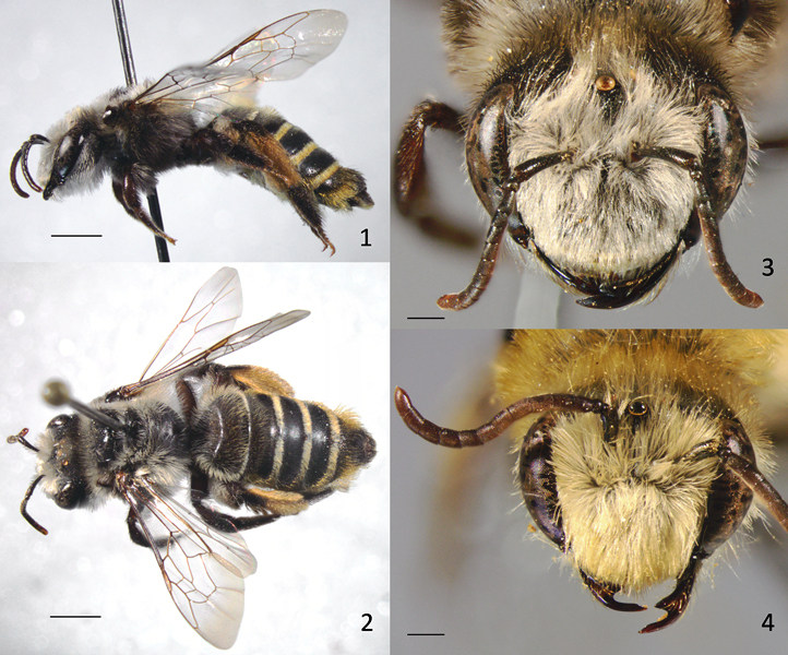 Lonchopria magdalenae Roig Alsina, 2002: unavailable name (Hymenoptera ...