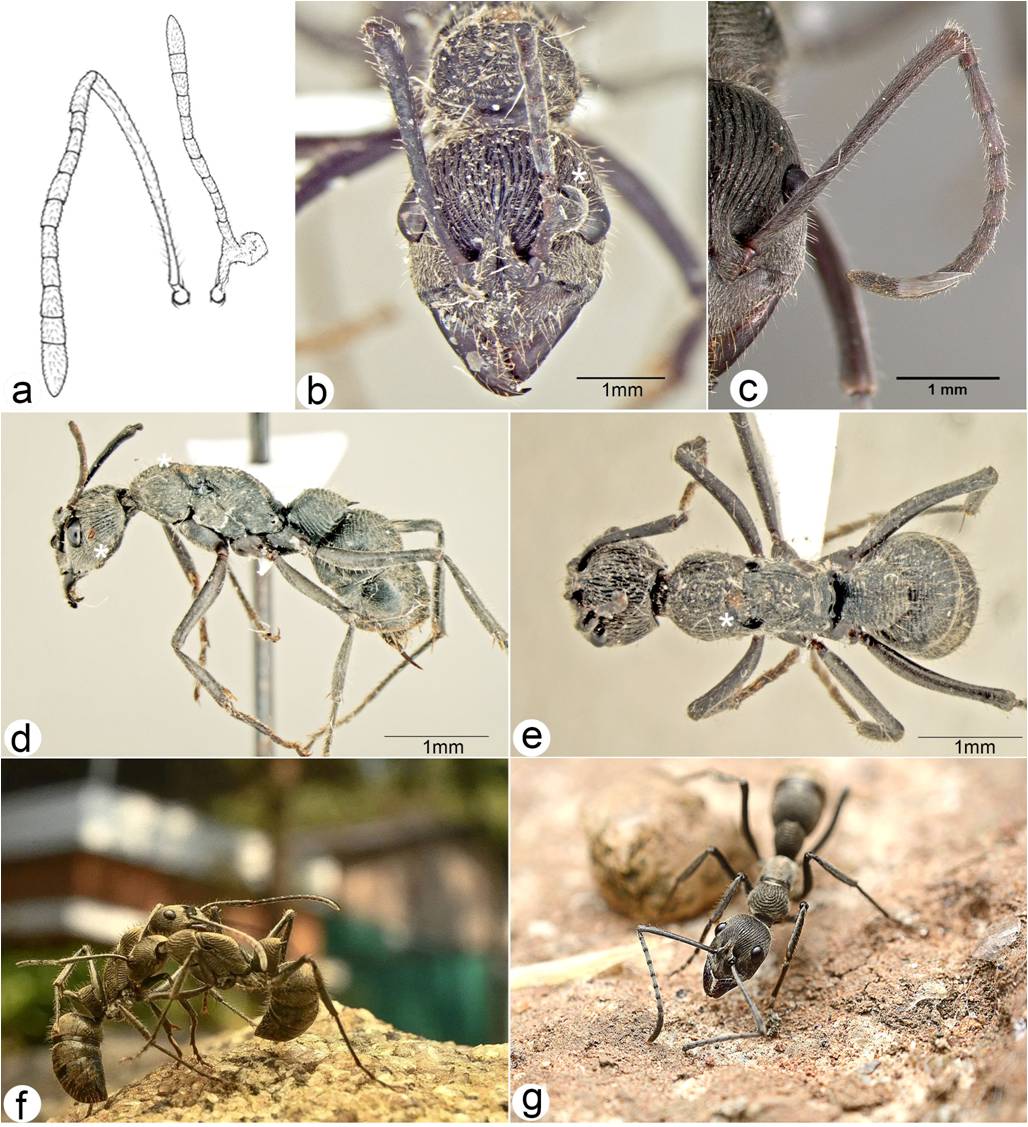 An unusual worker morph of Diacamma ceylonense Emery, 1897 (Hymenoptera ...