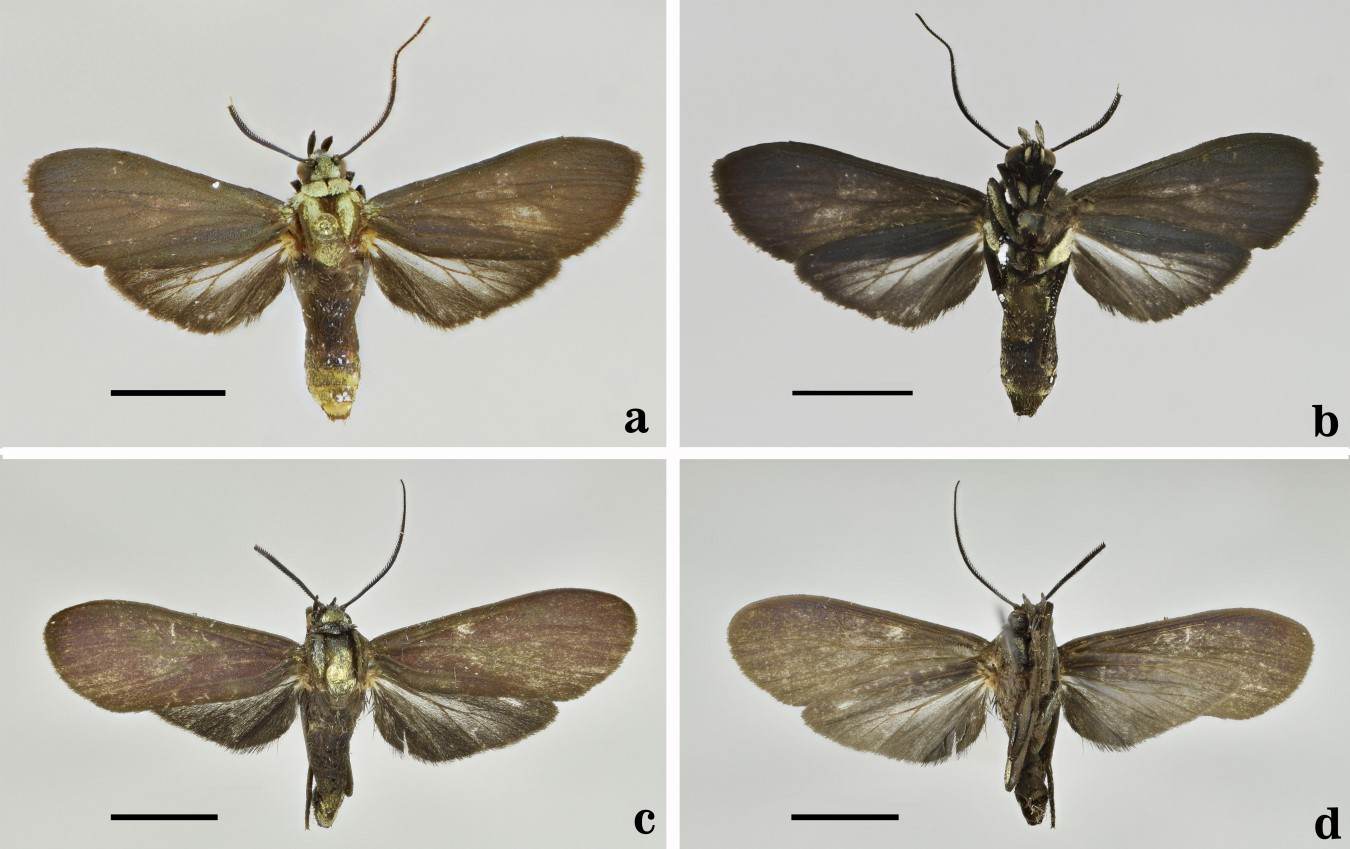 The genus Epanycles (Lepidoptera: Erebidae: Arctiinae: Ctenuchina): 145 ...