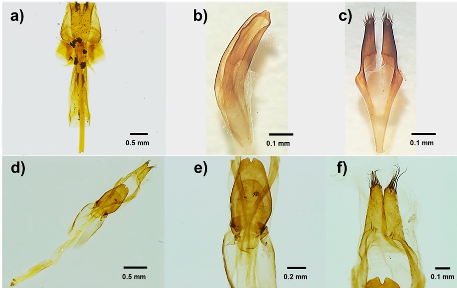 First report of Aegomorphus quadrigibbus and Thryallis undatus ...