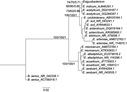 ACTIVIDAD ELECTROQUÍMICA DE LA CEPA BACTERIANA CrLIM26 ACOPLADA A LA ...