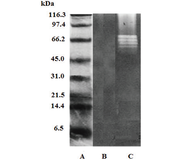 Exploring the biochemical, haemostatic and toxinological aspects of ...