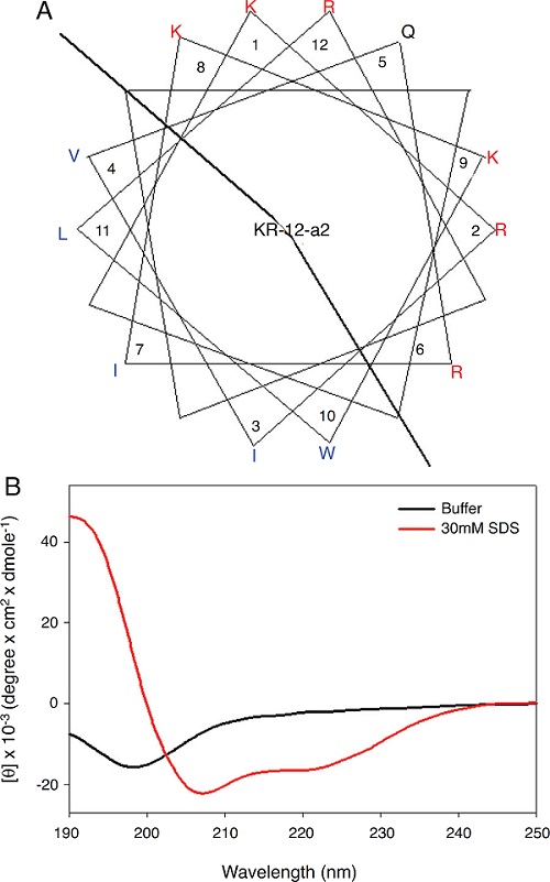 Evaluating the ototoxicity of an anti-MRSA peptide KR-12-a2☆