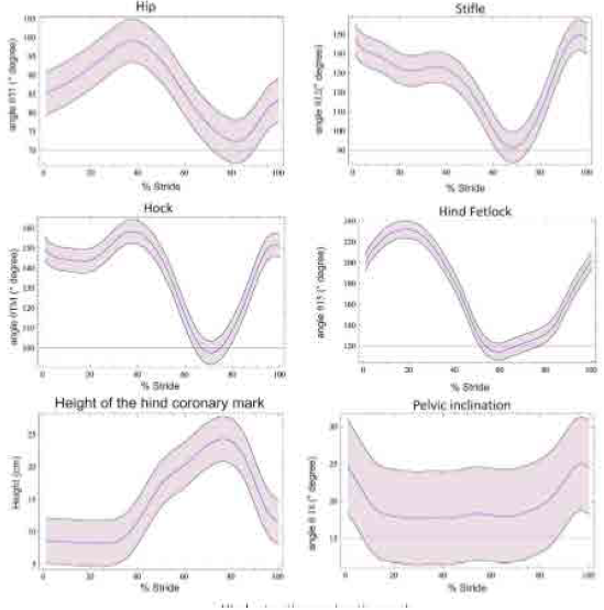 Two-Dimensional Kinematics of Horses at Trot Through Videiomatry and ...