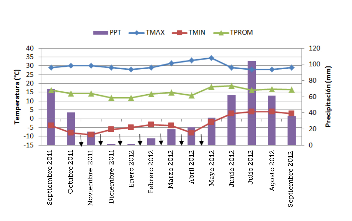 Dinámica poblacional de plantas y tallos de ballico perenne (Lolium ...