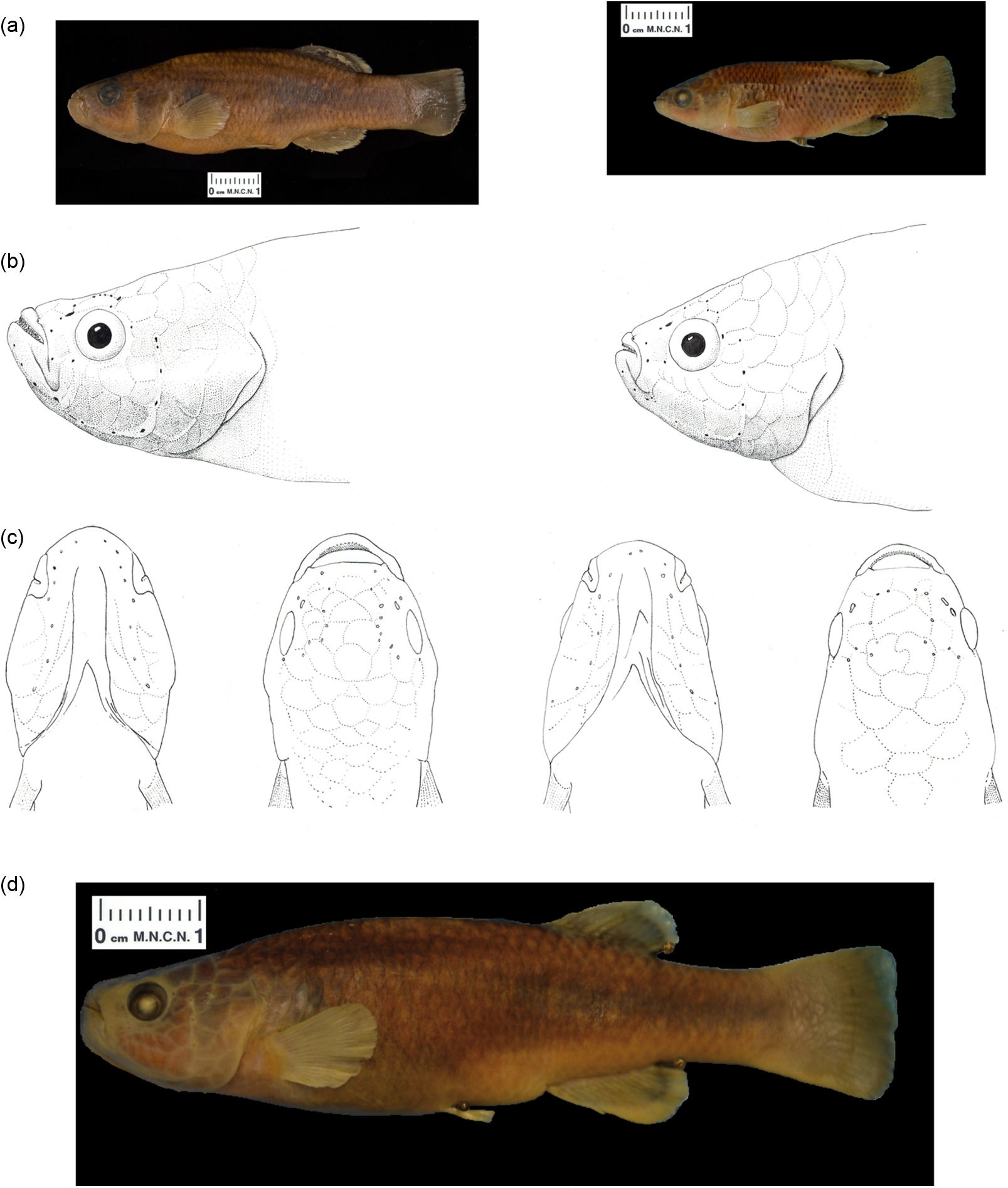 A new species of killifish of the family Profundulidae from the ...