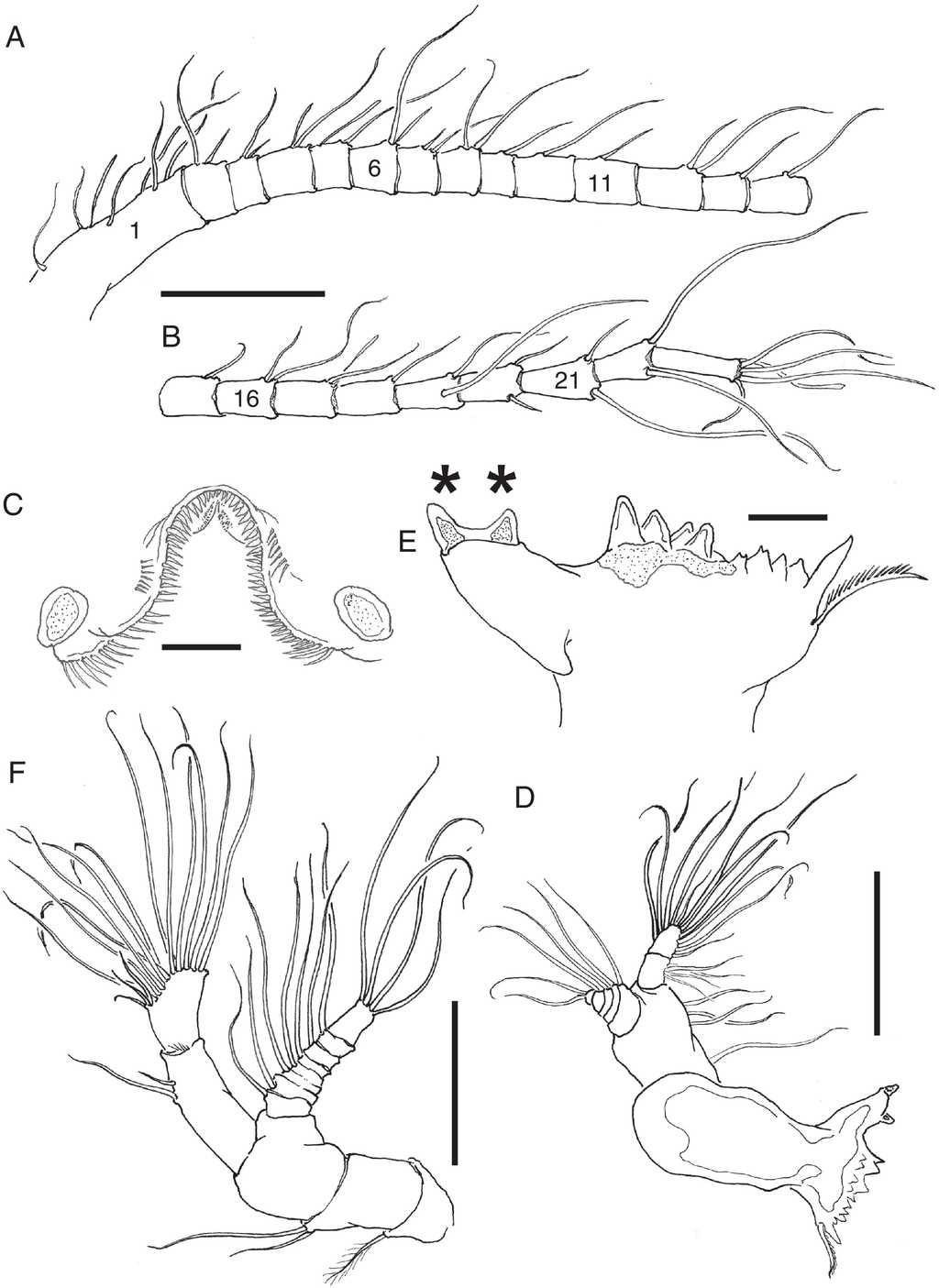 A new species of Bestiolina (Copepoda: Calanoida: Paracalanidae) from ...