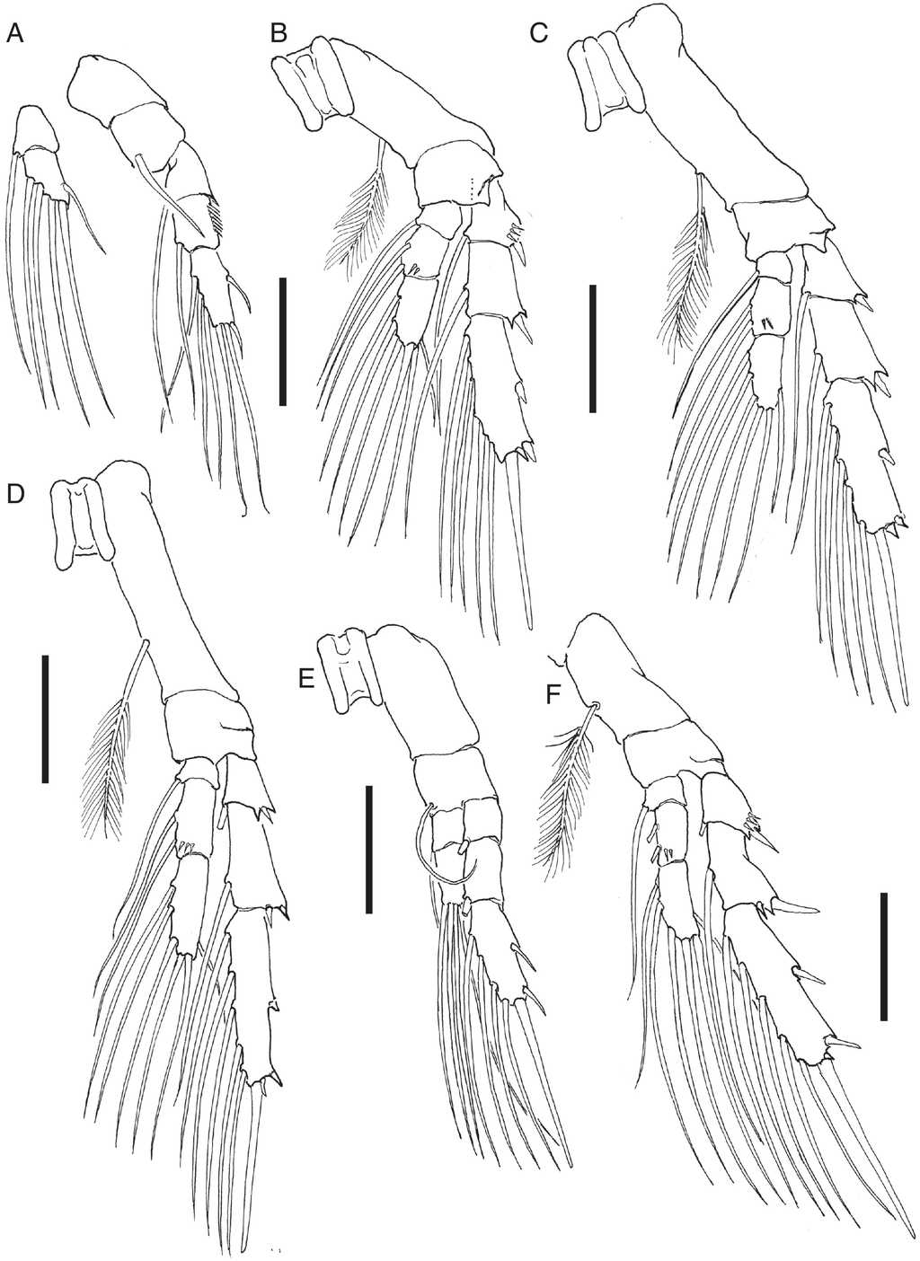 A new species of Bestiolina (Copepoda: Calanoida: Paracalanidae) from ...