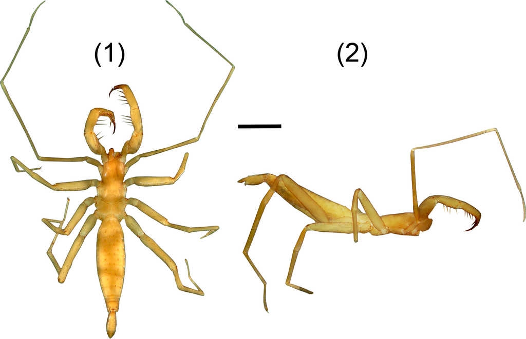 Three new species of Agastoschizomus (Arachnida: Schizomida ...