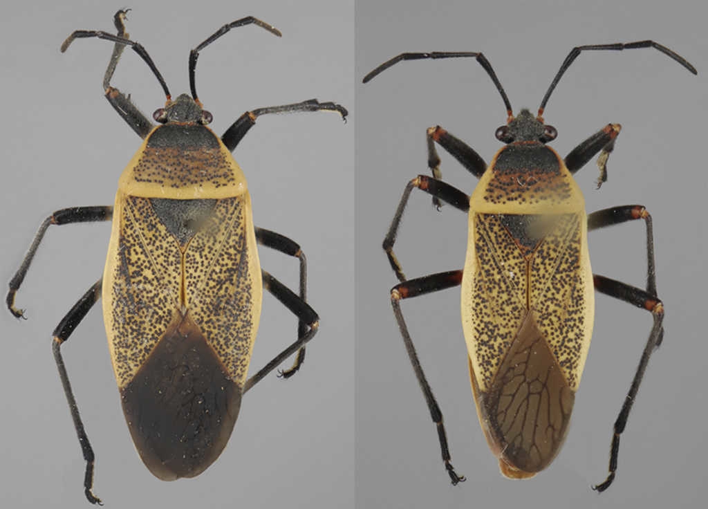 Revisión del género Largus (Hemiptera: Heteroptera: Largidae) para México