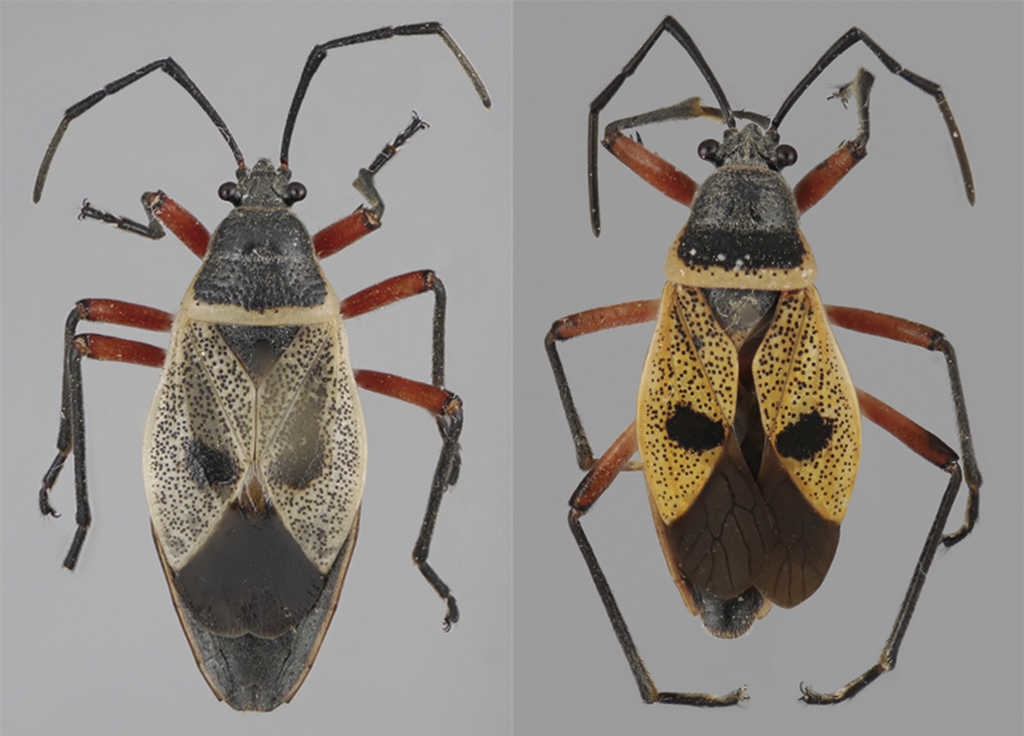 Revisión del género Largus (Hemiptera: Heteroptera: Largidae) para México