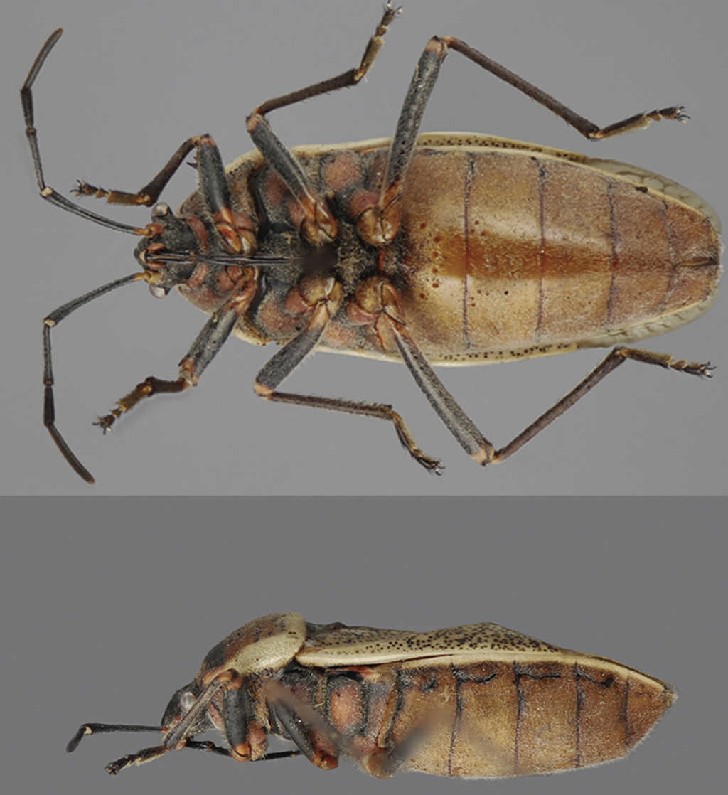 Revisión del género Largus (Hemiptera: Heteroptera: Largidae) para México