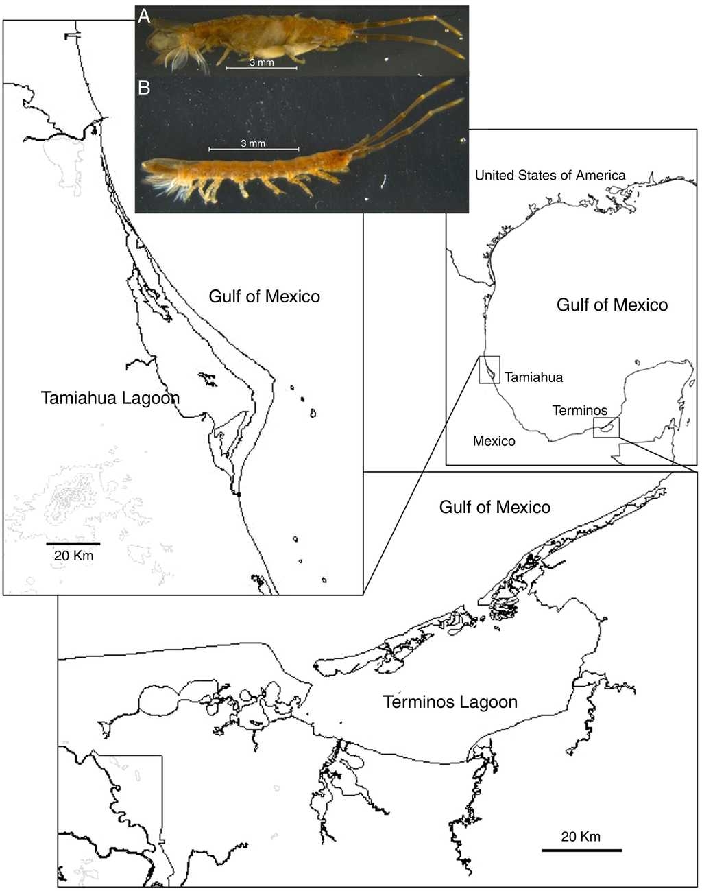 New records of Erichsonella attenuata (Isopoda: Valvifera: Idoteidae ...