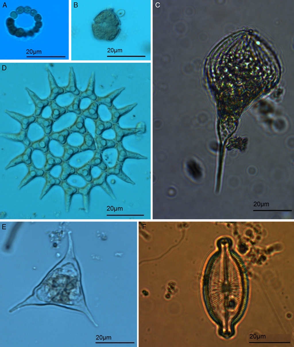 Fitoplancton en el humedal tropical Chaschoc en la cuenca baja del río ...
