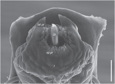 Potosa elsanto sp. nov., the third species of the genus Potosa ...