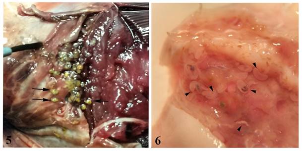 New host records and new geographic distribution of Didymozoidae ...