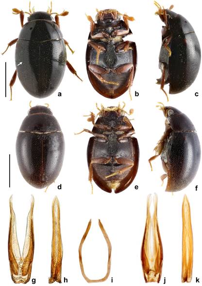 Water scavenger beetles in rotten cacti: a review of Agna with the ...