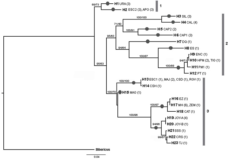 Cryptic species within the rotifer Lecane bulla (Rotifera: Monogononta ...