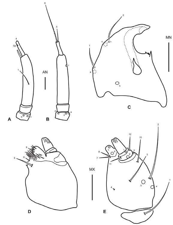 Morphology and chaetotaxy of Neotropical Haliplus larvae (Coleoptera ...