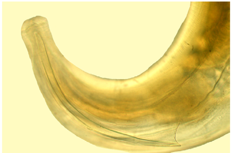 Aspiculuris mexicana n. sp. (Nematoda: Heteroxynematidae) parasite of ...