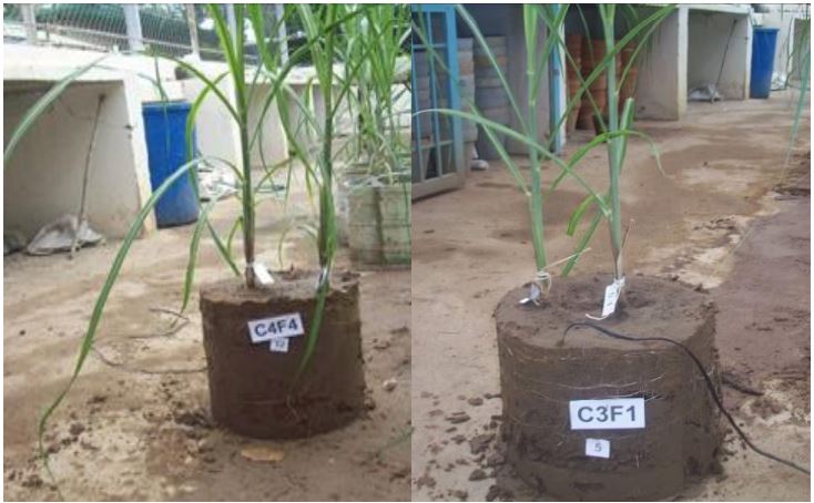 SUGARCANE ROOT UNDER REGULAR SOIL WATER CONTENT, COMPACTION, IRRIGATION ...