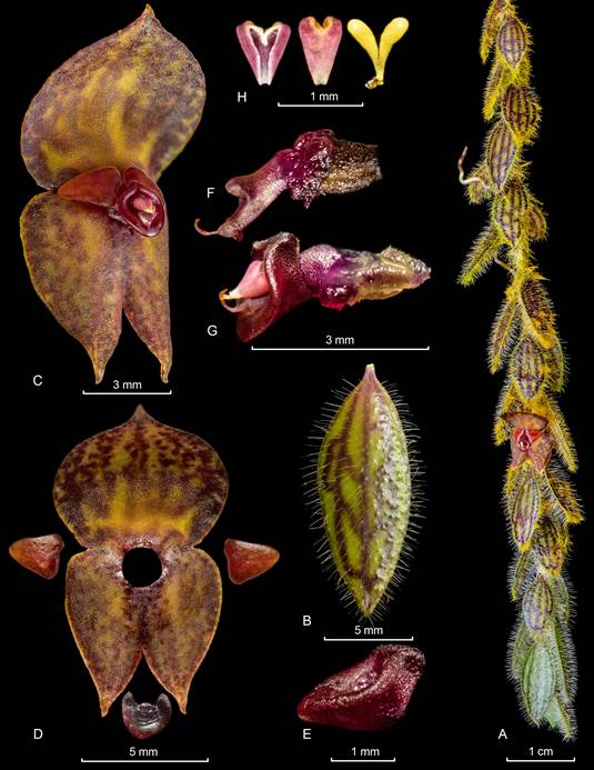 Two new species of Andinia (Pleurothallidinae) from the Central ...