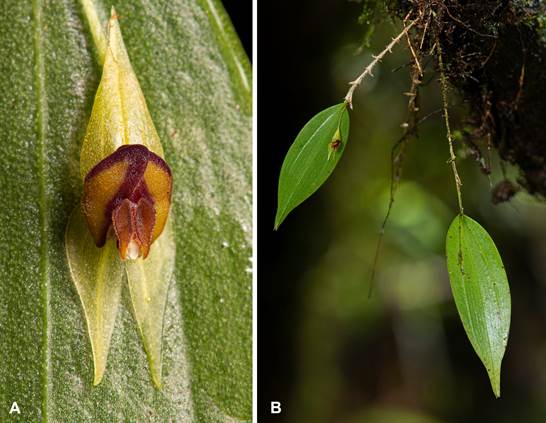 Four new species of Lepanthes (Pleurothallidinae) from the Southwestern Andes in Colombia