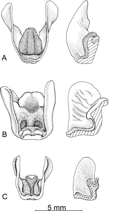 A new early-flowering spotted Chiloschista (Aeridinae) from Bhutan