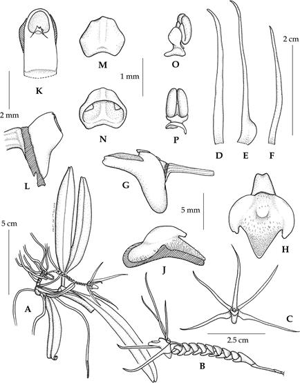 Thrixspermum obyrneanum (Aeridinae), a new species from Peninsular ...