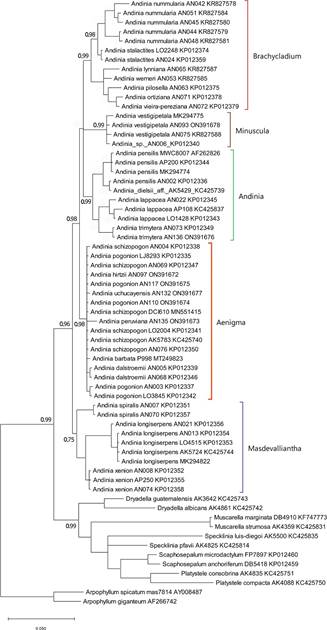 A new species of Andinia (Pleurothallidinae) from Peru and an updated ...