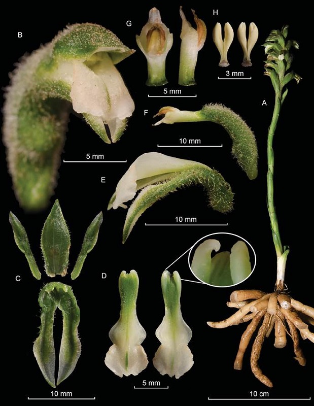 Pachygenium muyscarum (Spiranthinae), a new overlooked species from the ...