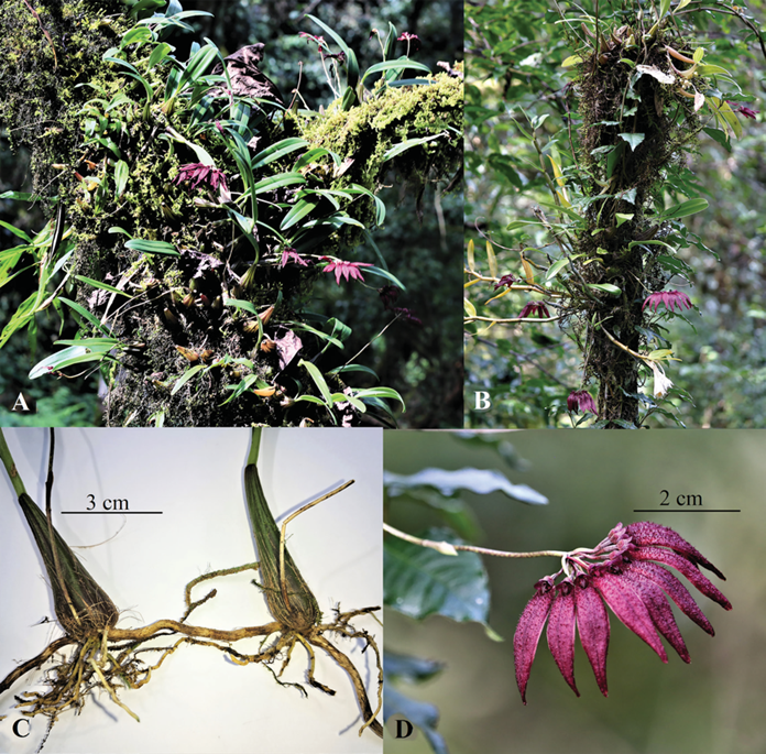 Two new species of Bulbophyllum from Bhutan