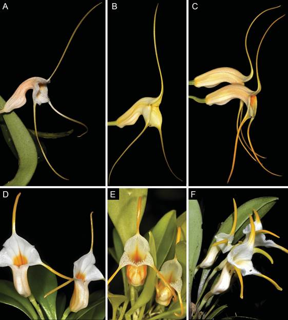 Masdevallia leonor-baeziana (Pleurothallidinae): a new species from the ...