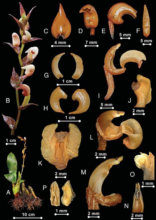 Pinalia elata (Eriinae) - taxonomic and conservation assessments of a ...