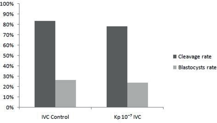 The role of Kisspeptin in bovine in vitro embryo production
