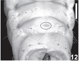 Larval structure of Passalus gravelyi and sexual dimorphism in Passalid ...